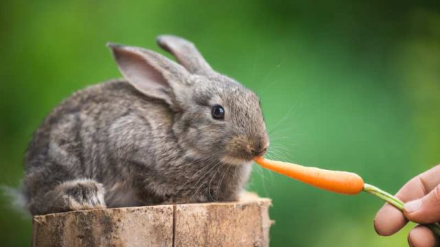 Can Rabbits Eat Carrots? | Pet Diet Guide