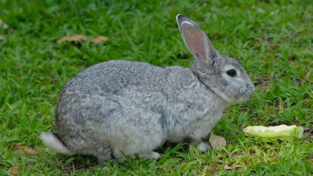 Can Rabbits Eat Mango? | Pet Diet Guide
