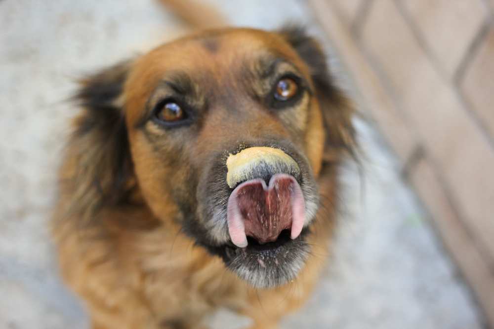 Can Dogs Eat Peanuts Are Peanuts Bad For Dogs Pet Diet Guide Can Dogs Eat Peanuts Are Peanuts Bad For Dogs Pet Diet Guide