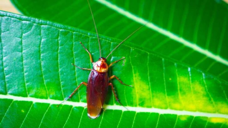 Can Bearded Dragons Eat Cockroaches? | Pet Diet Guide