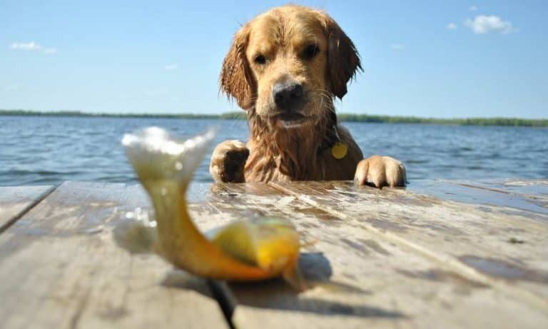 Can Dogs Eat Fish? Is Fish Bad For Dogs? | Pet Diet Guide