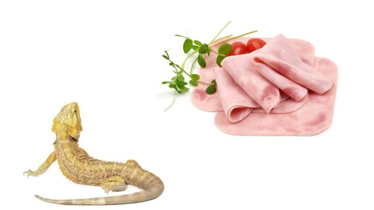 Can Bearded Dragons Eat Ham? | Pet Diet Guide
