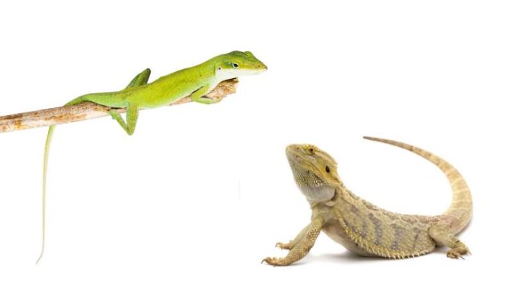 Can Bearded Dragons Eat Lizards? | Pet Diet Guide