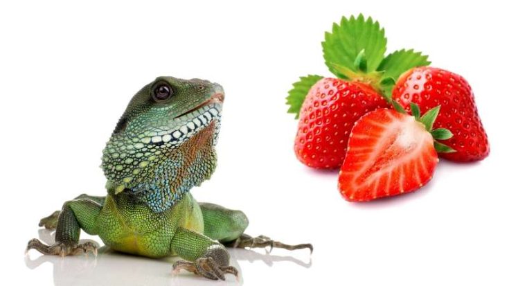 Can Bearded Dragons Eat Strawberries? | Pet Diet Guide