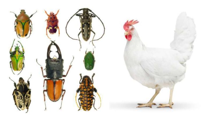 Can Chickens Eat Beetles? | Pet Diet Guide