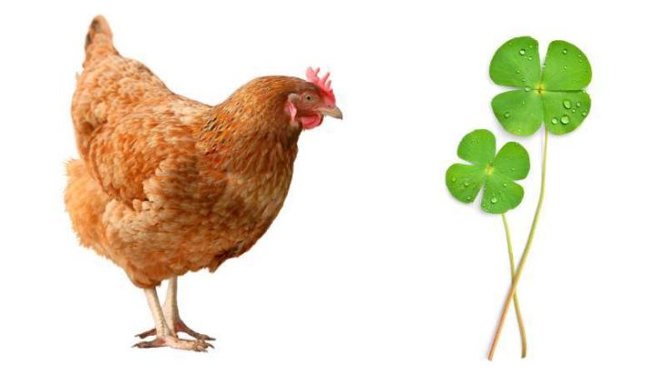 Can Chickens Eat Clover? | Pet Diet Guide