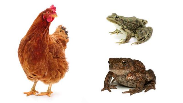 Can Chickens Eat Frogs and Toads? | Pet Diet Guide