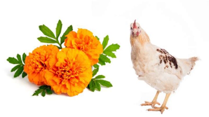 Can Chickens Eat Marigolds? | Pet Diet Guide