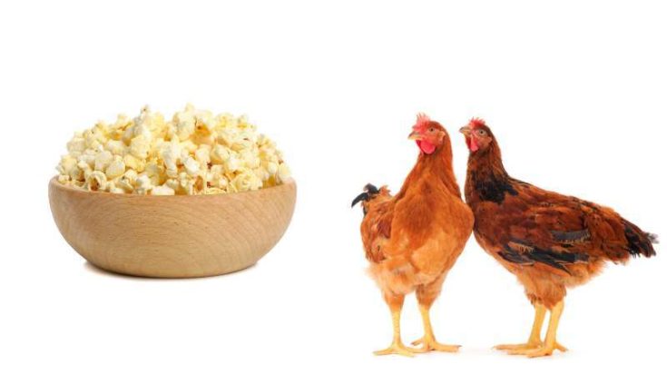 Can Chickens Eat Popcorn? | Pet Diet Guide