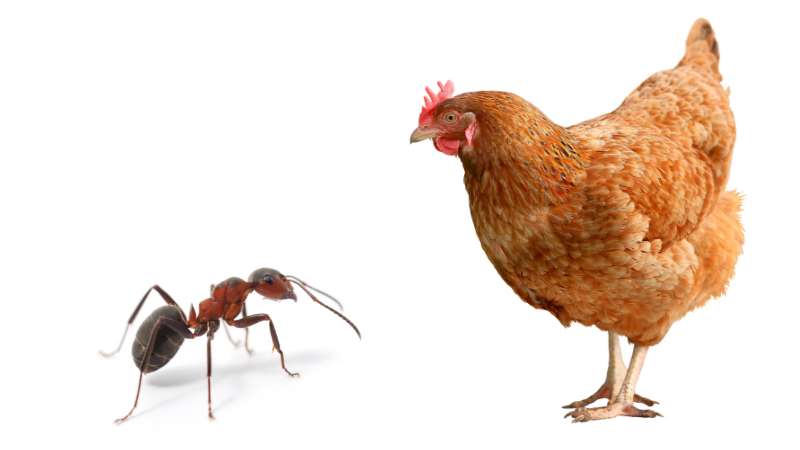 Can Chickens Eat Ants? | Pet Diet Guide