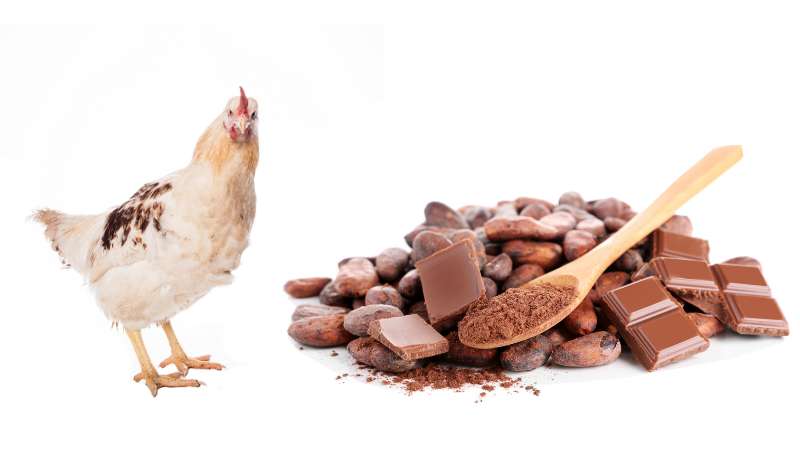 Can Chickens Eat Chocolate? | Pet Diet Guide