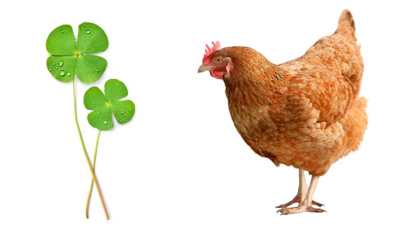 Can Chickens Eat Clover? | Pet Diet Guide