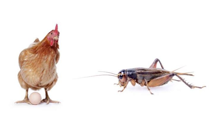 Can Chickens Eat Crickets? | Pet Diet Guide
