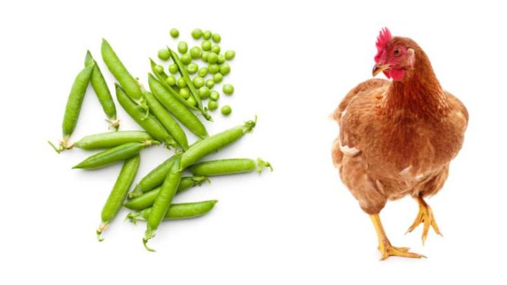 Can Chickens Eat Green Beans? | Pet Diet Guide