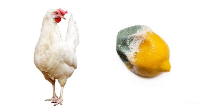 Can Chickens Eat Moldy Food? | Pet Diet Guide