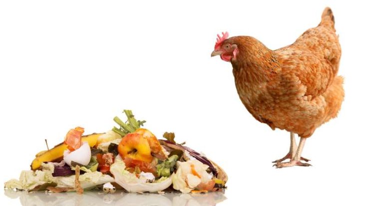 Can Chickens Eat Rotten Food? | Pet Diet Guide