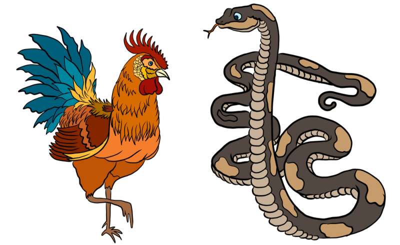 Can Chickens Eat Snakes? | Pet Diet Guide