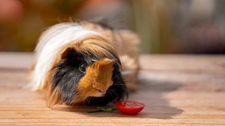 Can Guinea Pigs Eat Tomatoes? | Pet Diet Guide