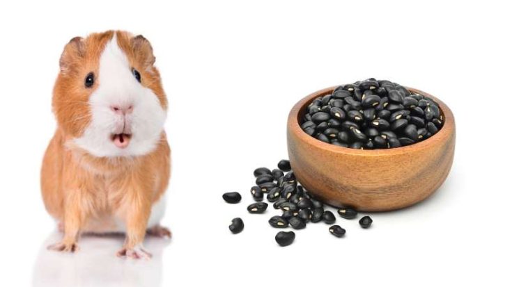 Can Guinea Pigs Eat Black Beans? | Pet Diet Guide