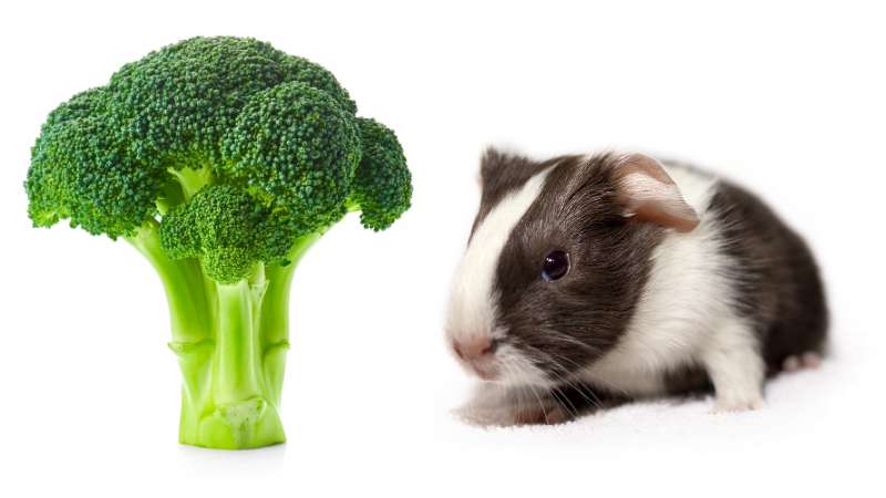 Can Guinea Pigs Eat Broccoli? | Pet Diet Guide
