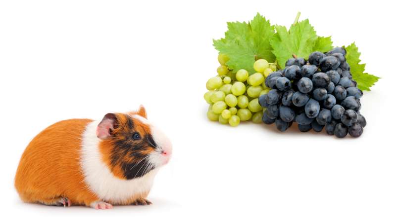 Can Guinea Pigs Eat Grapes? | Pet Diet Guide