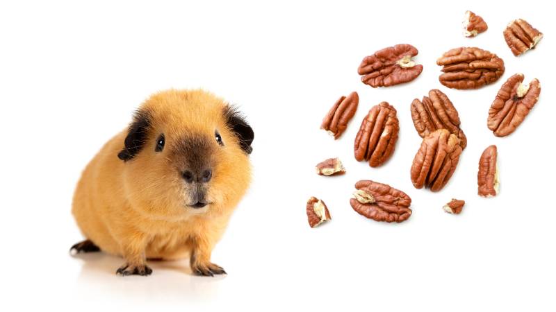 Can Guinea Pigs Eat Pecans? | Pet Diet Guide