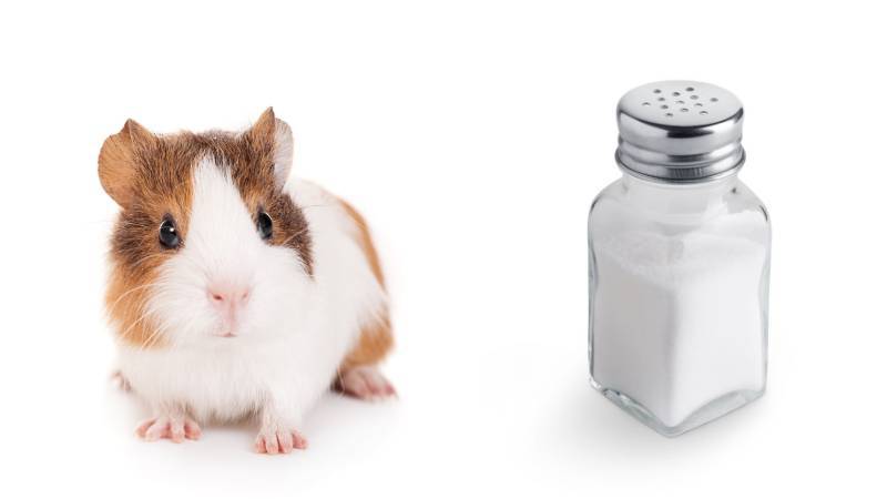Can Guinea Pigs Eat Salt? | Pet Diet Guide