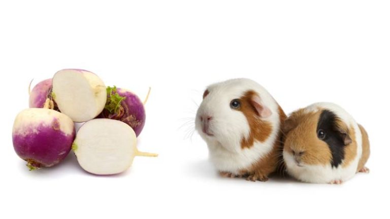 Can Guinea Pigs Eat Turnip? | Pet Diet Guide