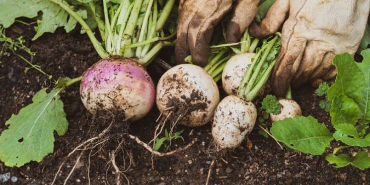 Can Guinea Pigs Eat Turnip? | Pet Diet Guide
