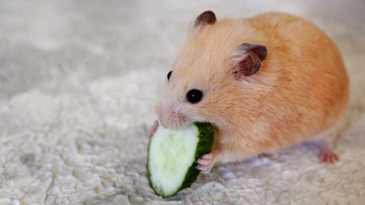 Can Hamsters Eat Cucumbers? | Pet Diet Guide