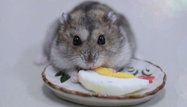 Can Hamsters Eat Eggs? | Pet Diet Guide