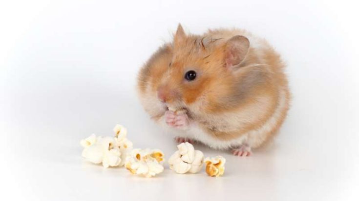 Can Hamsters Eat Popcorn? | Pet Diet Guide