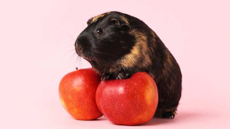 Can Hamsters Eat Apples? | Pet Diet Guide