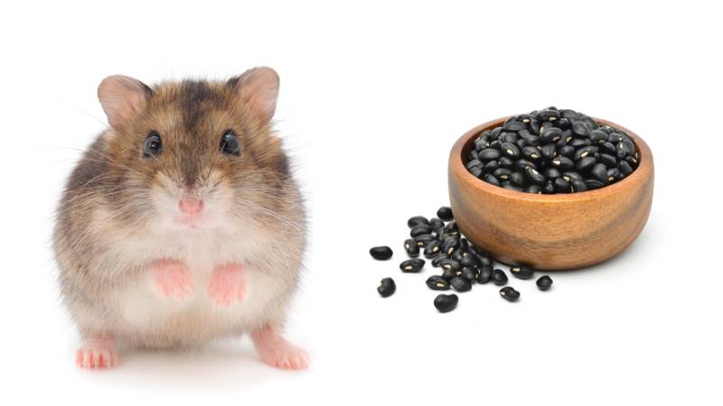 Can Hamsters Eat Black Beans? | Pet Diet Guide