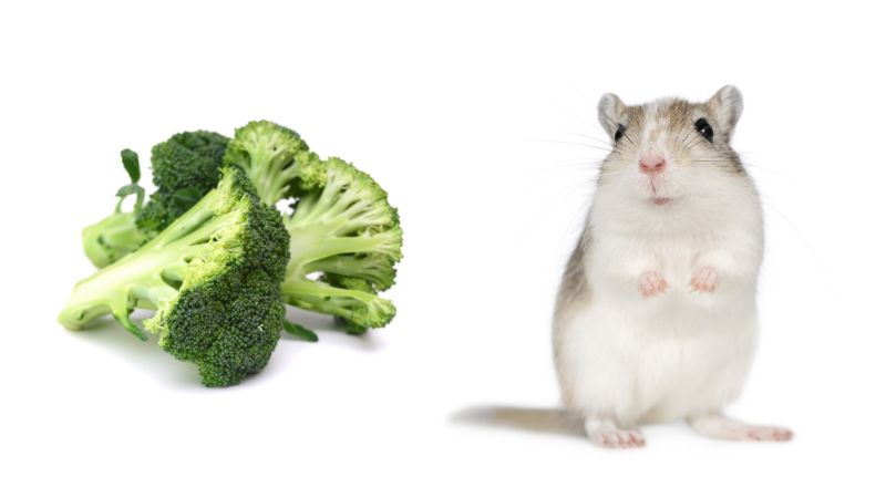 Can Hamsters Eat Broccoli? | Pet Diet Guide
