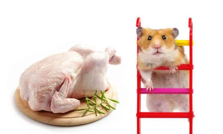 Can Hamsters Eat Chicken? – Pet Diet Guide