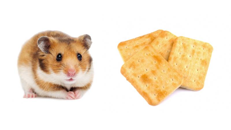 Can Hamsters Eat Crackers? | Pet Diet Guide