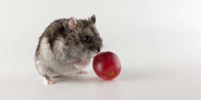Can Hamsters Eat Grapes? | Pet Diet Guide