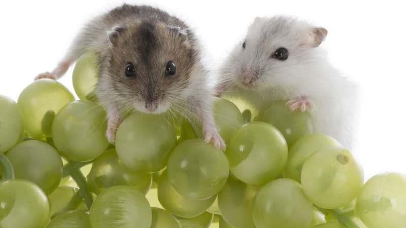 Can Hamsters Eat Grapes? | Pet Diet Guide