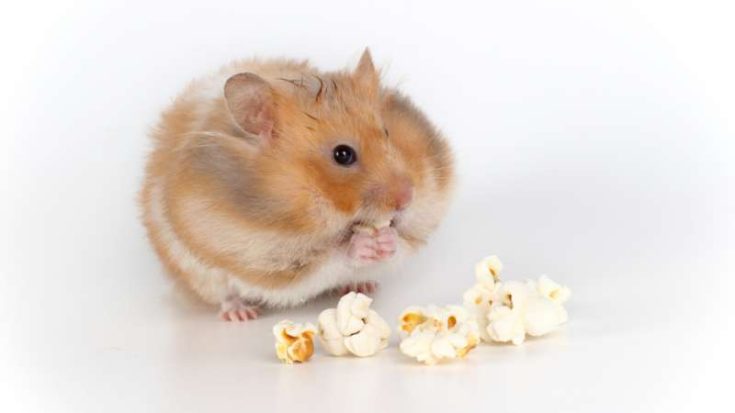 Can Hamsters Eat Popcorn? | Pet Diet Guide