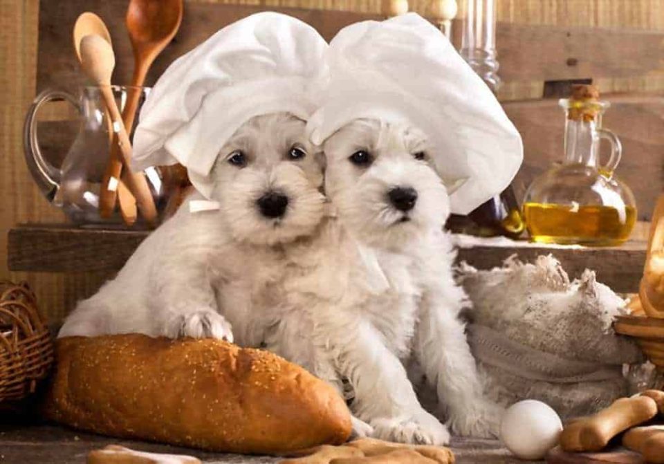 Can Dogs Eat Bread? Is Bread Bad For Dogs? | Pet Diet Guide