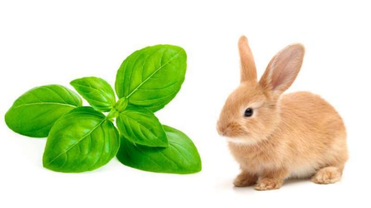 Can Rabbits Eat Basil? | Pet Diet Guide