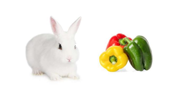 Can Rabbits Eat Bell Peppers? | Pet Diet Guide