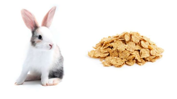 Can Rabbits Eat Cereal? | Pet Diet Guide