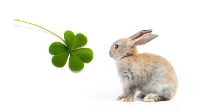 Can Rabbits Eat Clover? | Pet Diet Guide