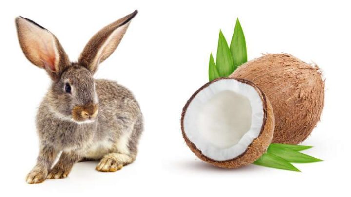 Can Rabbits Eat Coconut? - Pet Diet Guide