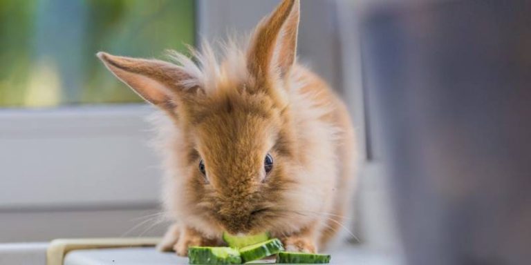 Can Rabbits Eat Cucumbers? - Pet Diet Guide
