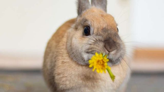 Can Rabbits Eat Dandelions? | Pet Diet Guide