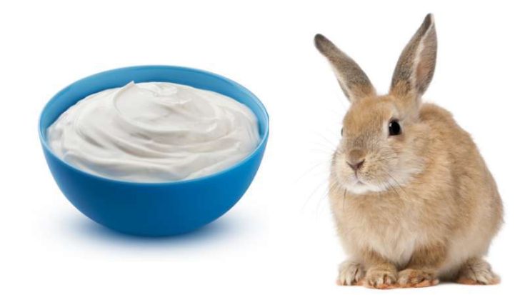 Can Rabbits Eat Greek Yogurt? | Pet Diet Guide