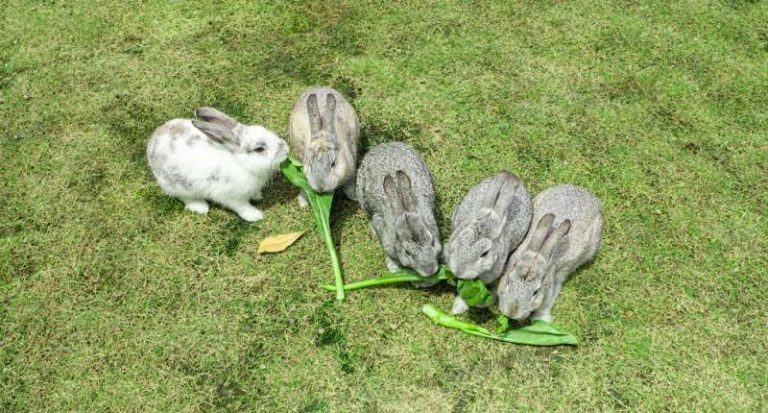 Can Rabbits Eat Kale? | Pet Diet Guide
